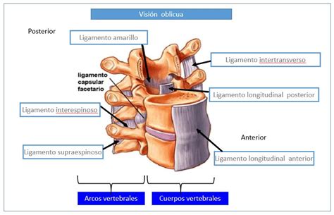Anatomía De La Columna Lumbar Dolopedia