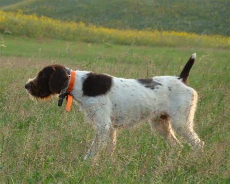 German Wirehaired Pointer Breed Judging Showsight