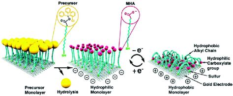 Schematic Of A Spatially Controlled Sam Where Spacing Depends On The Download Scientific