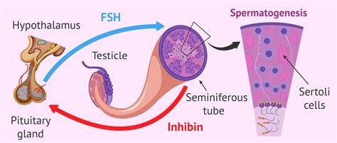 Regulation Of Spermatogenesis By Fsh