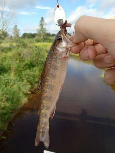 Observations By Tomcod · Inaturalist