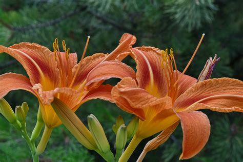 Free Picture Colour Details Environment Horticulture Lily Natural