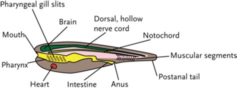 Examples Of Chordates