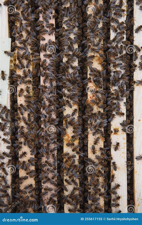 Frames Of A Beehive Close Up View Of The Opened Hive Body Showing The