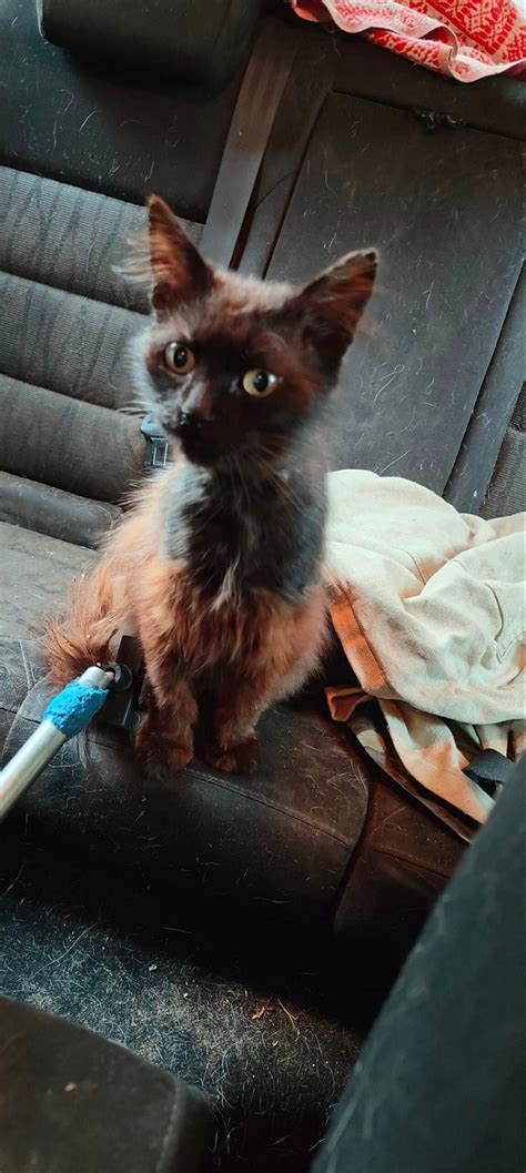 «З кожної руїни біжать щось попросити поїсти у Нікополі на обстріляному березі знайшли кішку