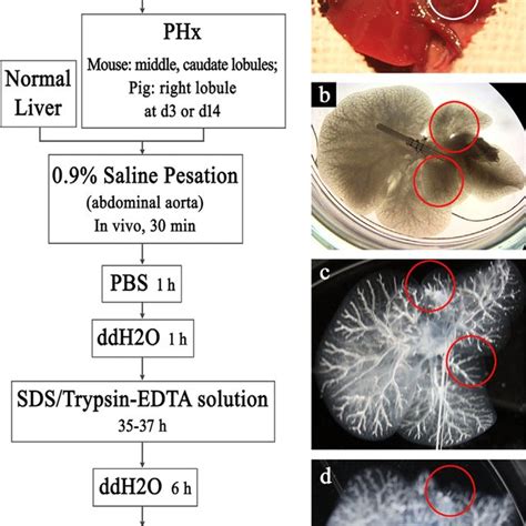 Generation Of Mouse Natural Decellularized Liver Scaffolds Dls From