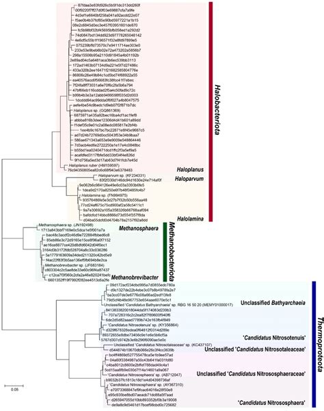 Phylogenetic Tree Based On 70 Archaeal Amplicon Sequence Variants Download Scientific Diagram