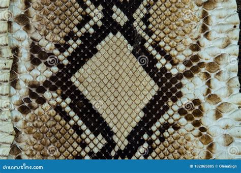 Python Skin Texture Snake Skin Pattern Stock Image Image Of Brown Design