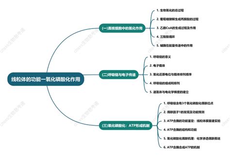 细胞生物学高频考点（二十三）之线粒体的功能—氧化磷酸化作用内容及思维导图 知乎