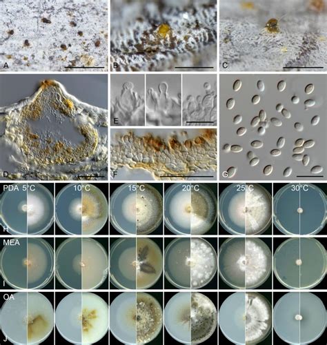 Westerdijk Fungal Biodiversity Institute On Linkedin Fungi
