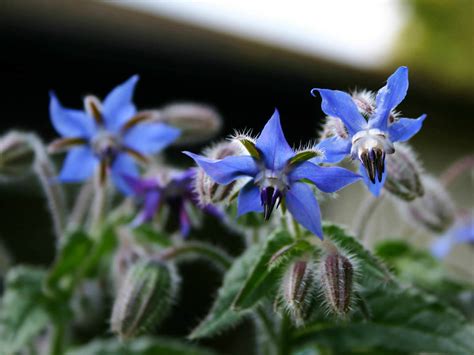 Borago Officinalis Borage World Of Flowering Plants
