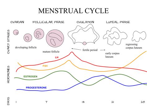 Reproductive System Pharmacareers