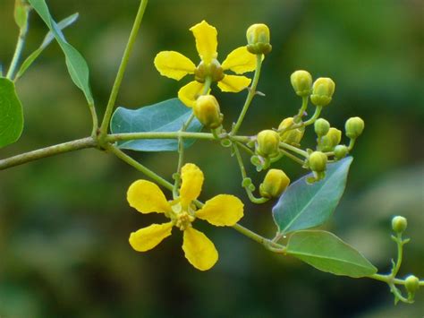 Vining Maple Red Wings Mariposa Butterfly Plants Almost Eden