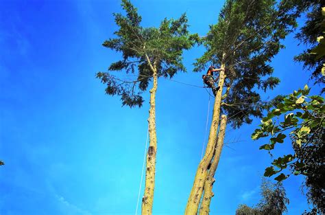 Tree Surgeon Portland Dorset Dorset Treeworx Ltd Tree Care Tree Removal Services