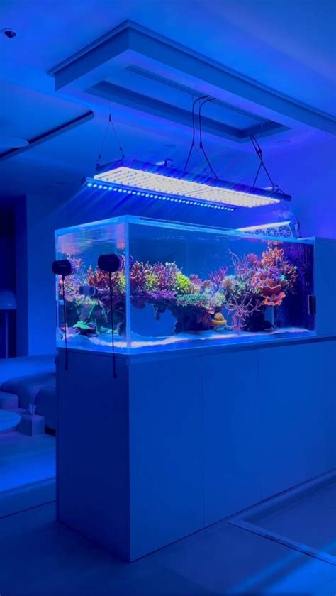 Master Your Aquarium Layout With Orphek Led Lighting •orphek