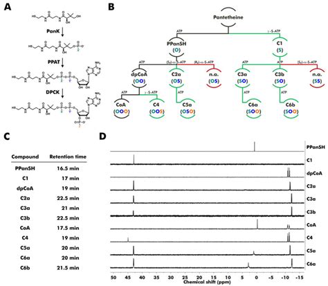 Thiophosphate Analogs Of Coenzyme A And Its Precursors—synthesis