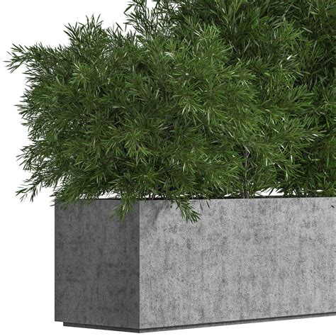 Outdoor Plants Tree In Concrete Box D Model For VRay Corona