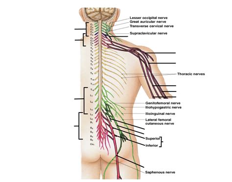Plexus And Peripheral Nerves Quiz
