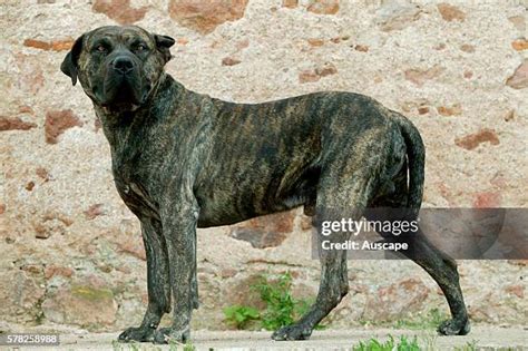 What Age Is A Presa Canario Full Grown