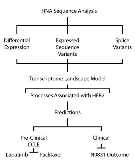 Schematic Of Analytical Approach Computational Approach To Identify Download Scientific