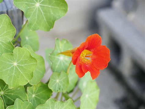 ナスタチウムって一年草のはずだが越冬してしまった！ Etsuro1のブログ