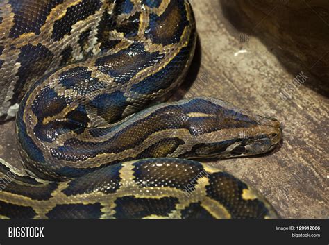 Burmese Python Python Image Photo Free Trial Bigstock