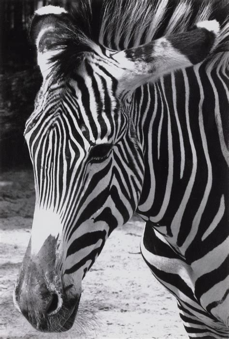 Black And White Things In Black And White Photographs Including