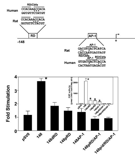 Figure 1 From Smad3 Interacts With Junb And Cbfa1runx2 For