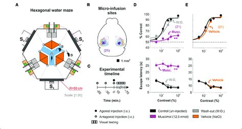 Characterizing Mouse Visual Cortex Dependent Choices With The Download Scientific Diagram