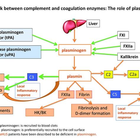 Crosstalk Between Complement And Coagulation Enzymes The Role Of Download Scientific Diagram