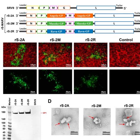 Construction And Identification Of Recombinant Rs Marv Virus A The Download Scientific