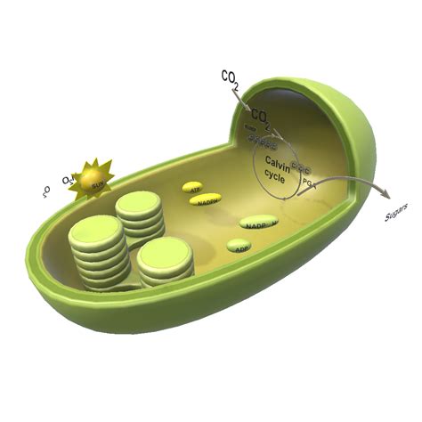 Calvin Cycle