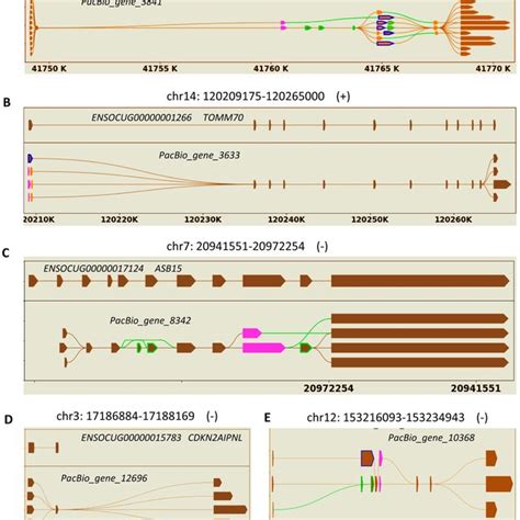 Pdf A Transcriptome Atlas Of Rabbit Revealed By Pacbio Single