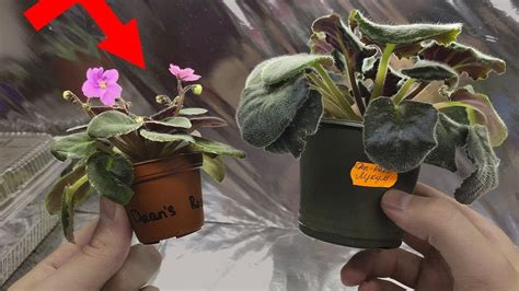 КАК ВЫБРАТЬ ГОРШОК ЧТОБЫ ФИАЛКА ПЫШНО ЦВЕЛА КРУГЛЫЙ ГОД ГЛАВНЫЕ ОШИБКИ ...