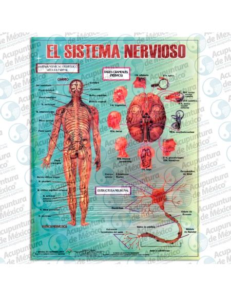 Anatomía Del Tejido Nervioso