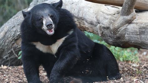Moon Bear Asian Black Bear Zwarte Beer Dieren Bewolkte Dag
