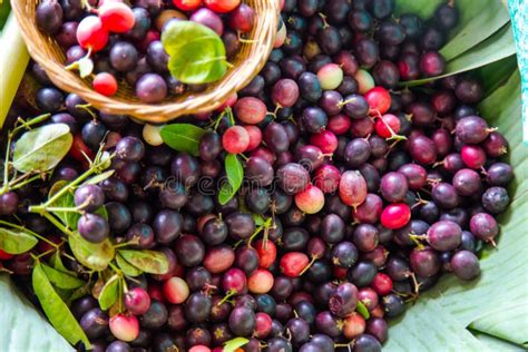 Karandafruit Carissa Carandas L Stock Afbeelding Image Of Rood Azië 42046417