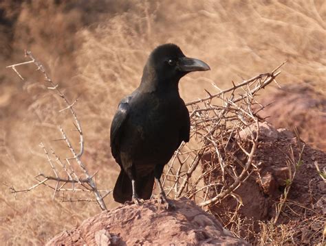 Geopiedra Esos Pájaros Negros