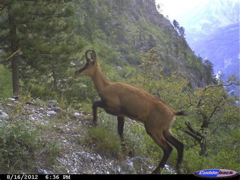 Chamois Dhia E Egër In Albania Together With Some Stamps R Albania