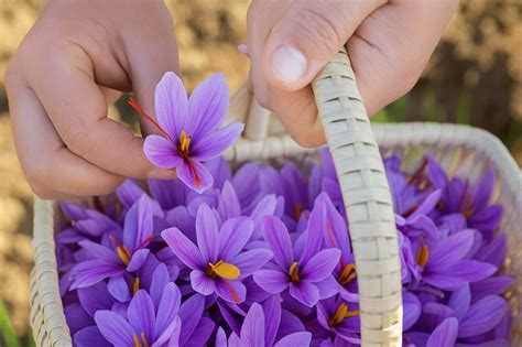 Saffron Crocus Sativus Benefits Side Effects Uses Growing Tips