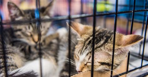 How Community Efforts Help To Control The Cat Population