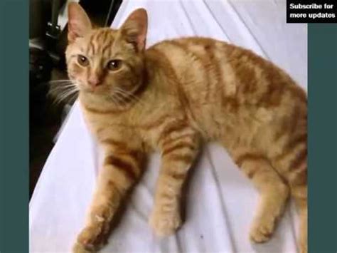 American Shorthair Orange And White Set Of Cat Breed Pictures Youtube
