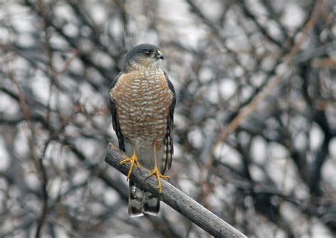 Sharp Shinned Hawk Nesting Habits