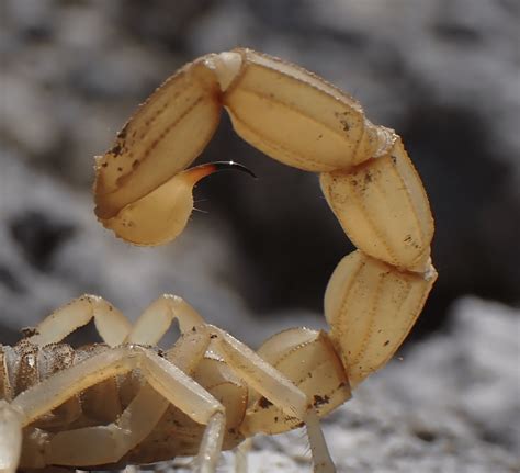 Afs Sex And Species R Scorpions