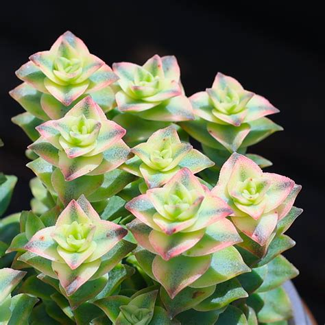 十字星锦多肉植物青锁龙属盆栽花卉绿植组合室内虎窝淘