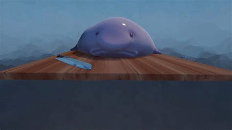 A Of Blobfish HD Wallpaper Pxfuel