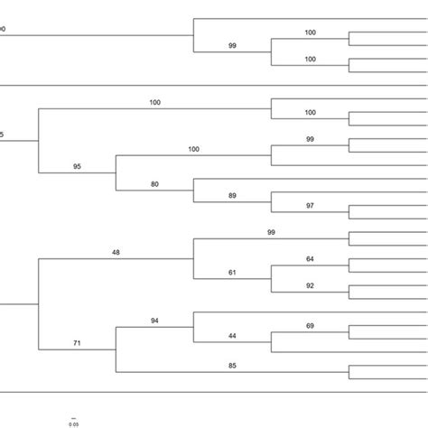 Maximum Likelihood Phylogenetic Tree Based On Core Genome Alignment