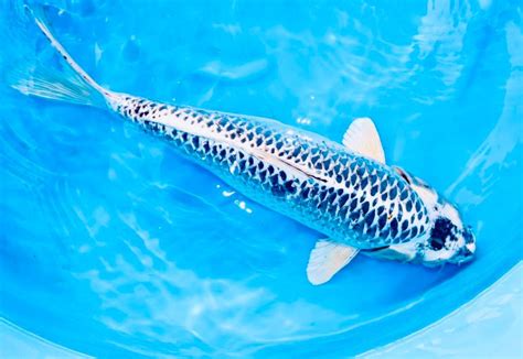 ปลาคาร์ฟสีเงิน Ennxo