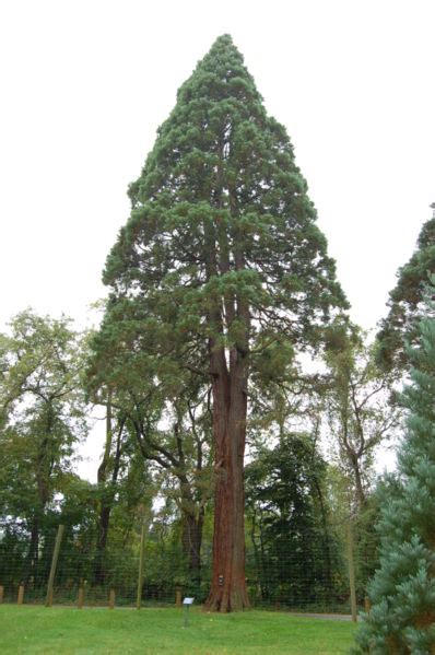 Sequoia Tree Pictures Photos Images Facts And On Sequoia Trees