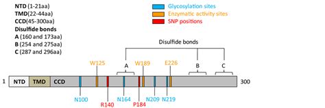 Dual Roles Of Cd38 In Autophagy
